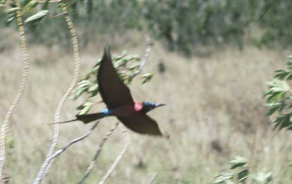 Østafrika 1982-83 - Somalia (1)